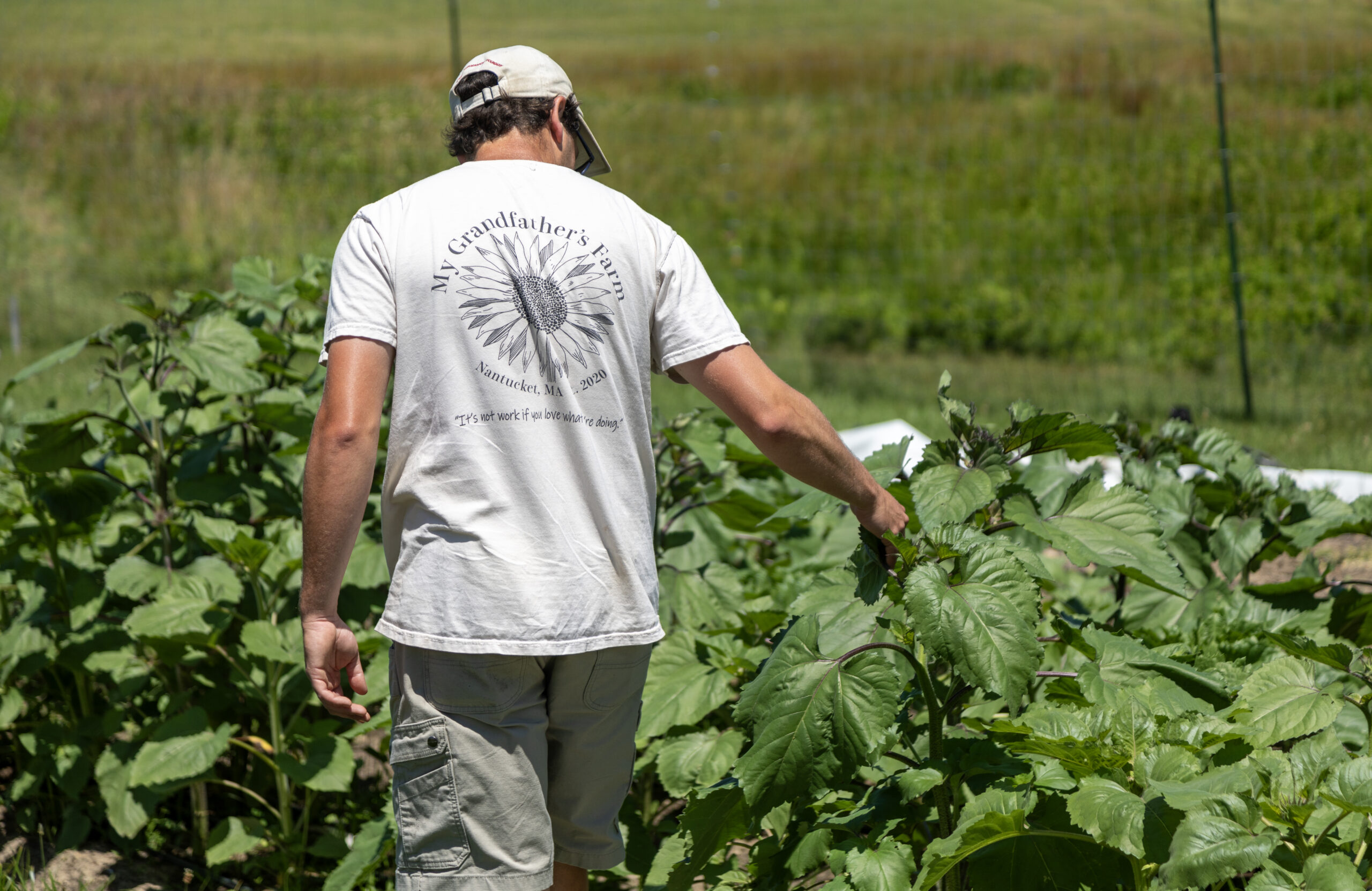 Farmer in Focus: Nick Larrabee of My Grandfather’s Farm - Nantucket ...