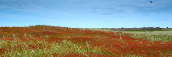 Preserving and Protecting Nantucket's Public Open Spaces - Nantucket ...