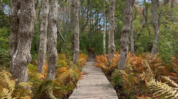 Stump Pond - Nantucket Land Bank