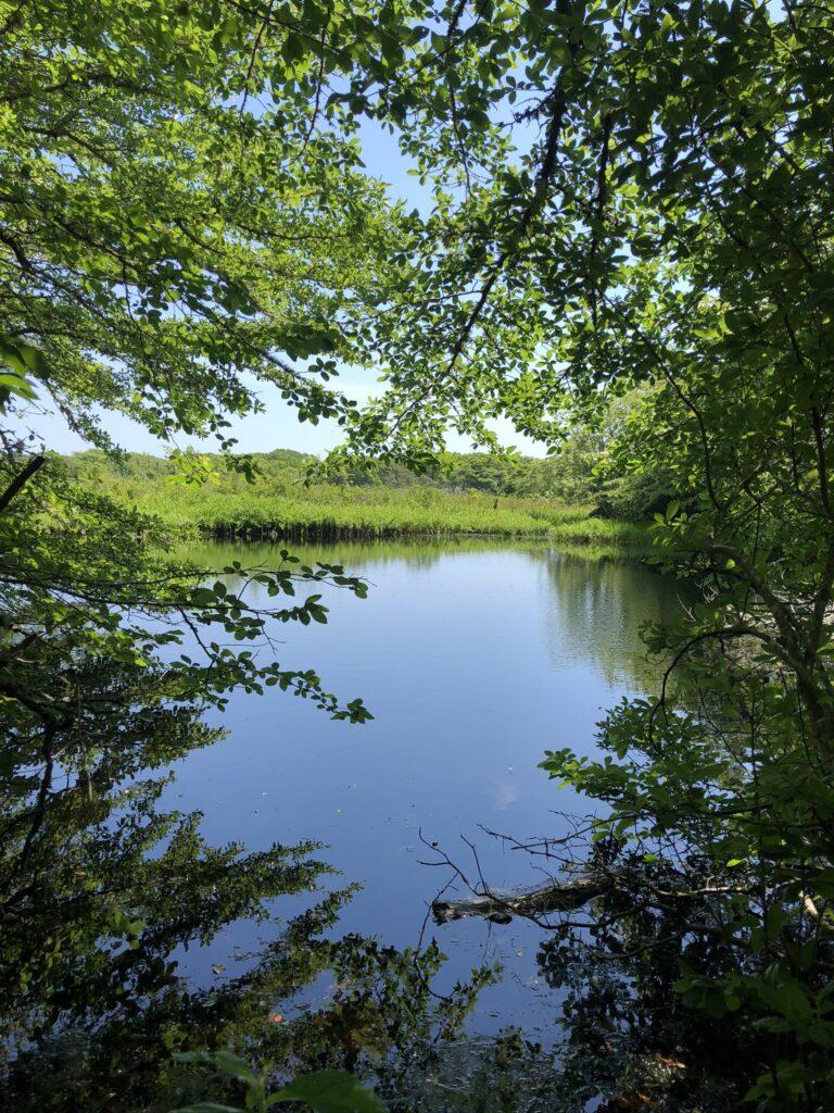 Property Spotlight: Stump Pond Preserve - Nantucket Land Bank