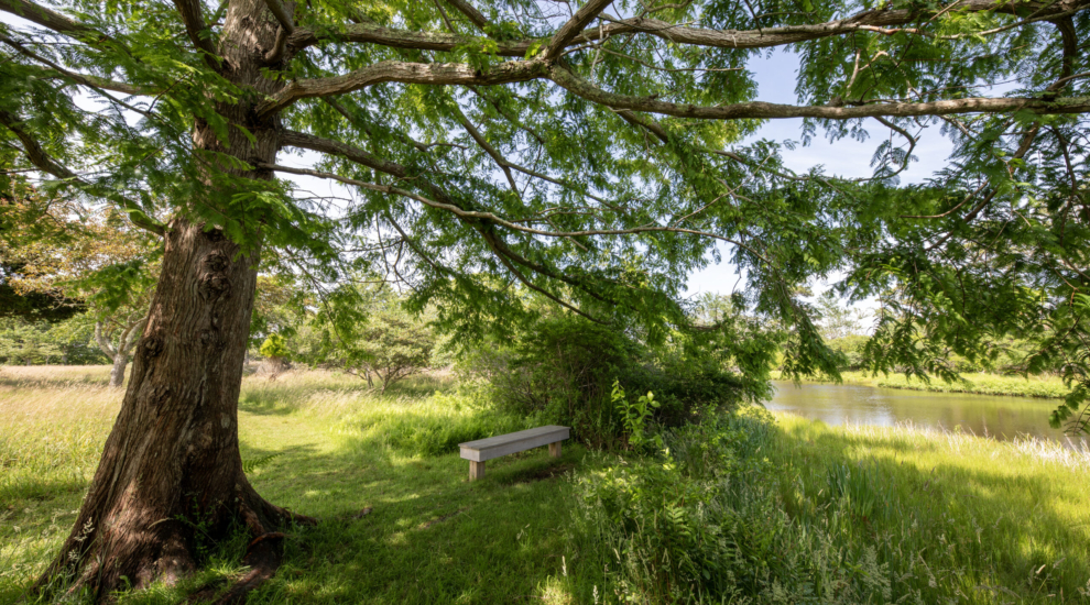 Reyes Pond - Nantucket Land Bank