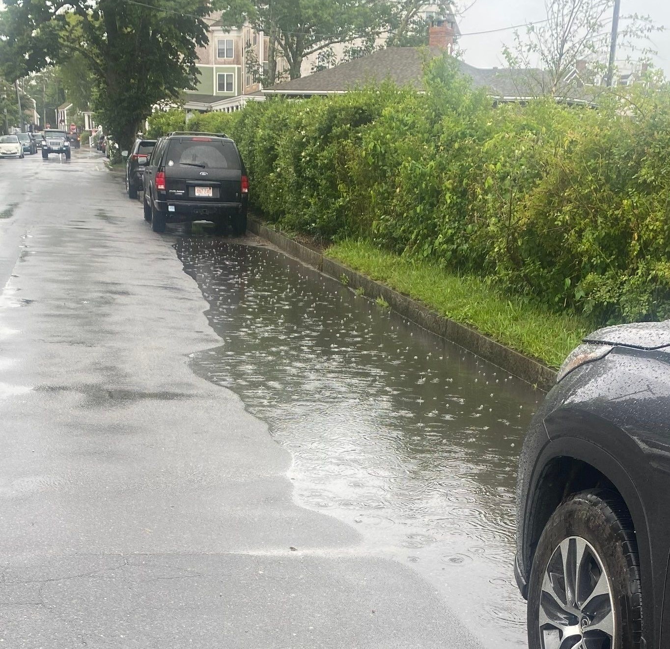 Land Bank Rain Garden - Nantucket Land Bank